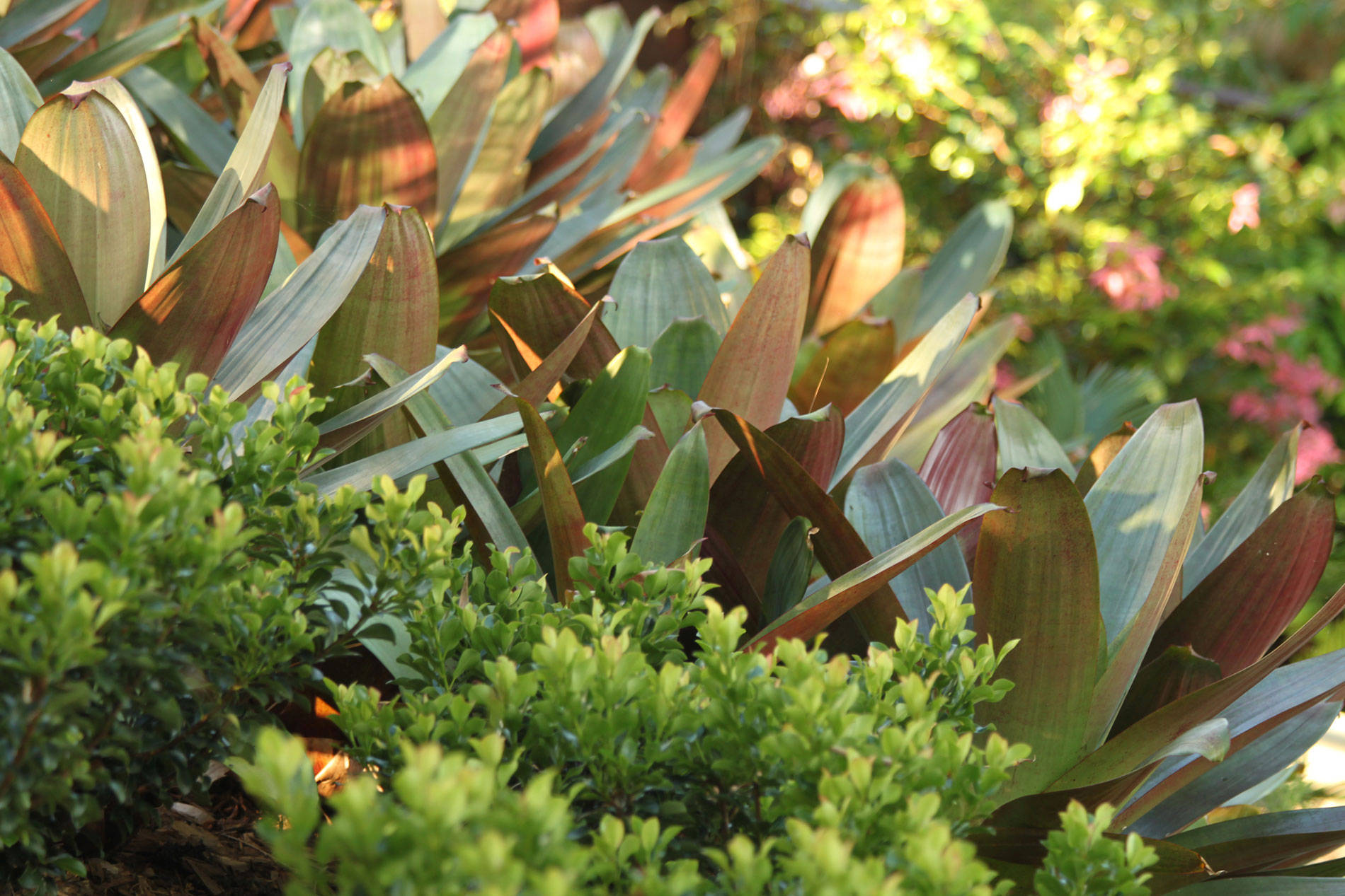 Plant Secrets - Peter Fudge Gardens